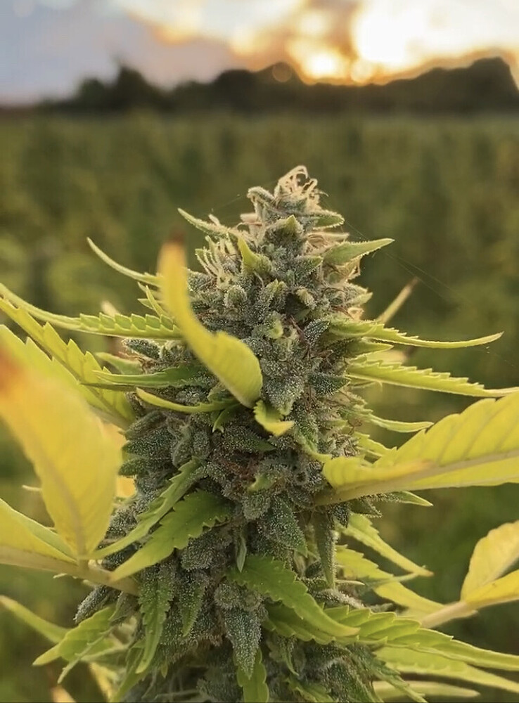 Hemp Flowers for Europe - Want to Buy - Future4200