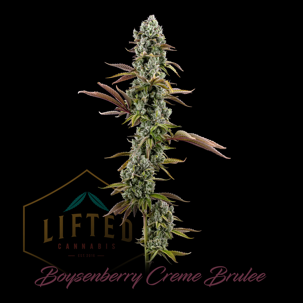 Guava dawg x triangle mints - Botany and Cultivation - Future4200 Guava dawg x triangle mints - Botany and Cultivation - Future4200