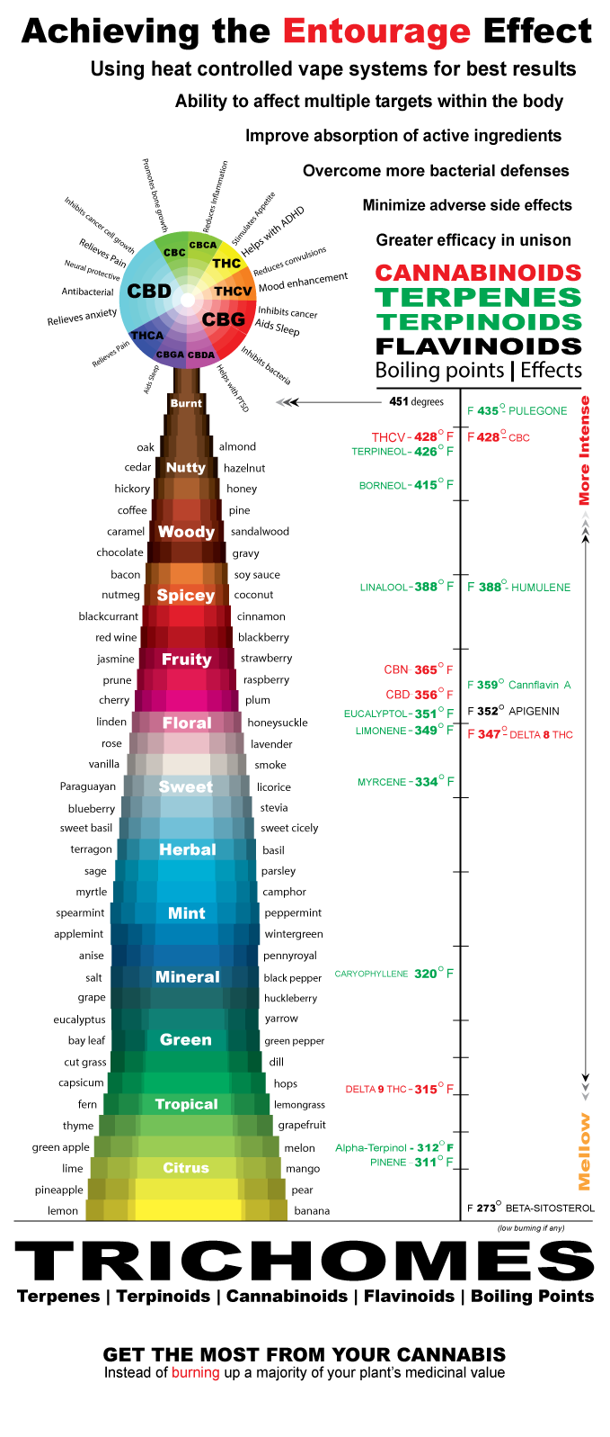 Terpene Sheet Xl - Terps - Future4200